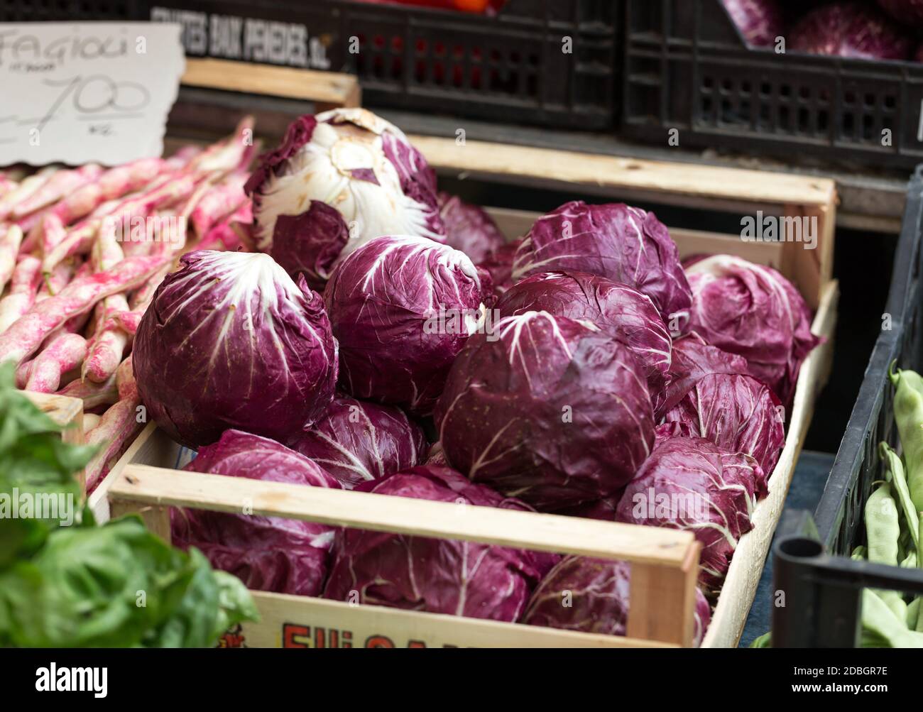 Radicchio growing garden hi-res stock photography and images - Alamy