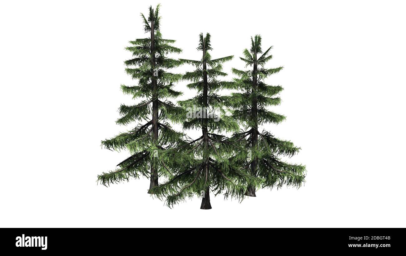 Alaska Cedar tree cluster isolated on white background Stock Photo - Alamy