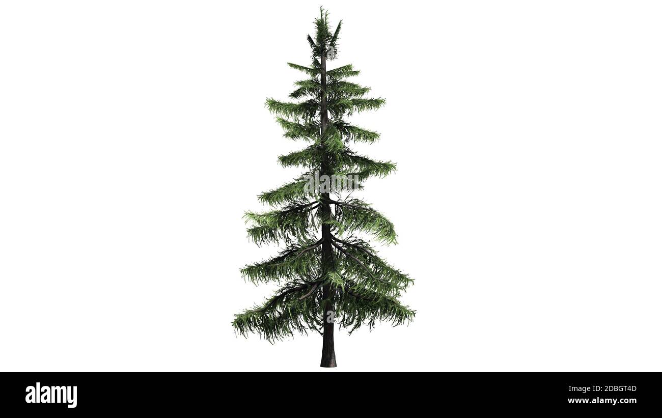 Alaska Cedar tree isolated on white background Stock Photo - Alamy