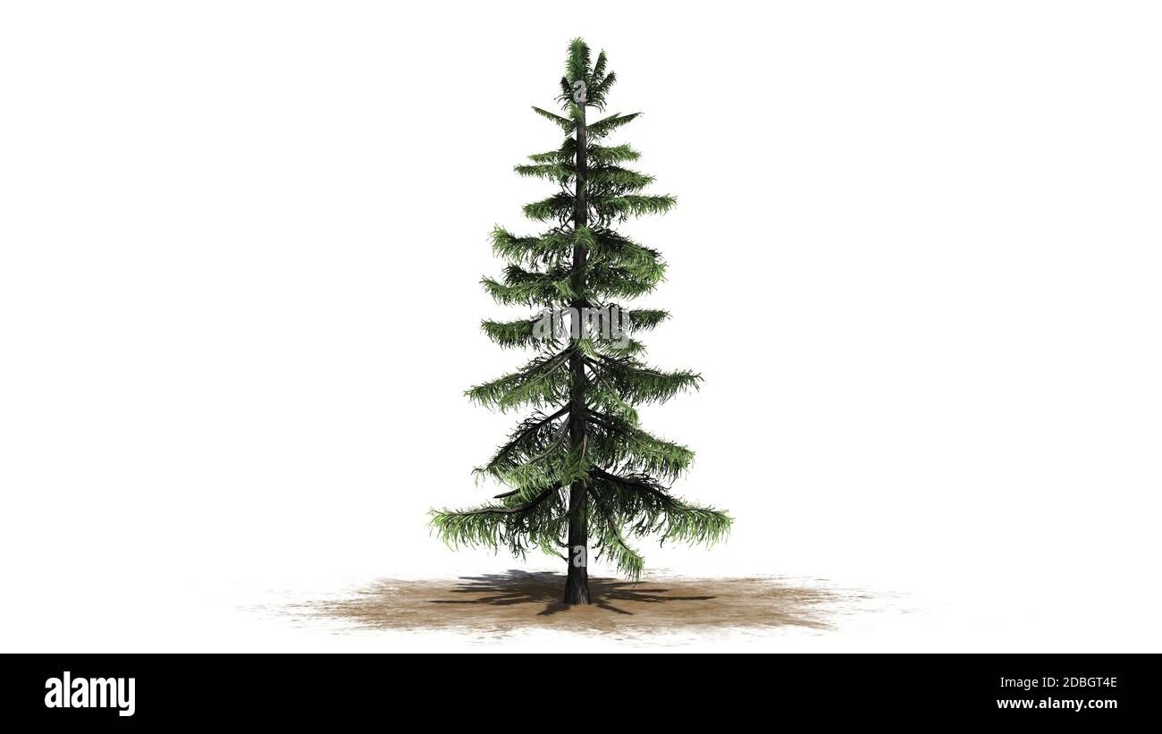 Alaska Cedar tree isolated on white background Stock Photo - Alamy