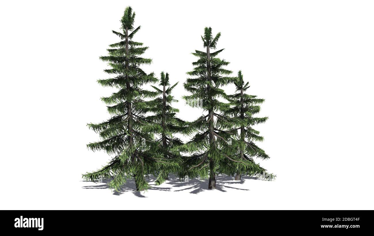 Alaska Cedar tree cluster isolated on white background Stock Photo - Alamy