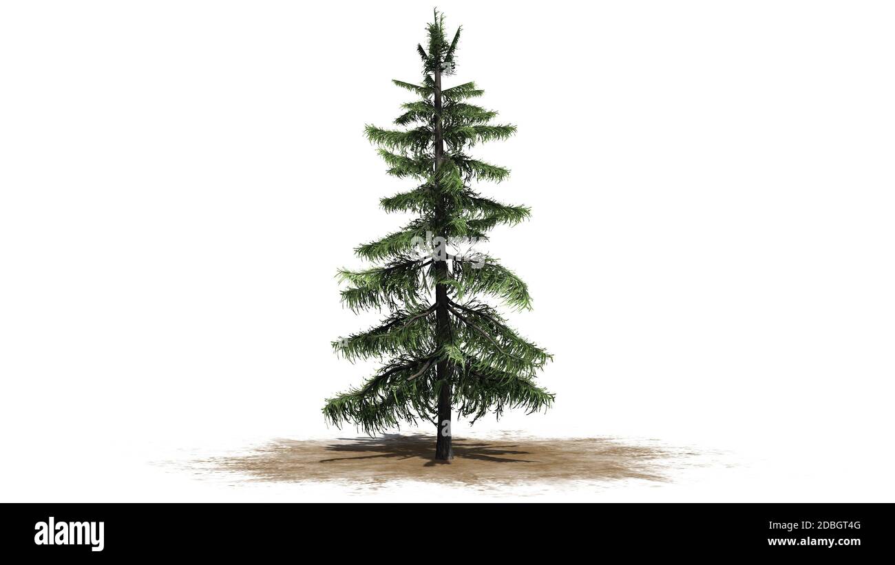 Alaska Cedar tree isolated on white background Stock Photo - Alamy