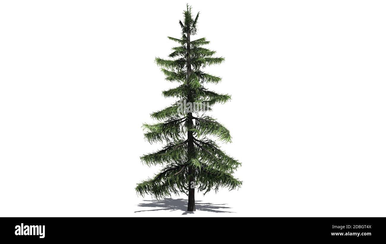 Alaska Cedar tree isolated on white background Stock Photo - Alamy