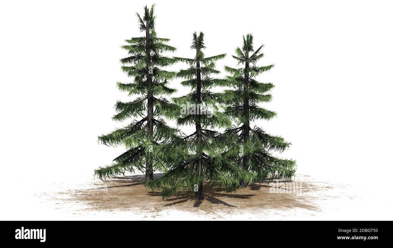 Alaska Cedar tree cluster isolated on white background Stock Photo - Alamy