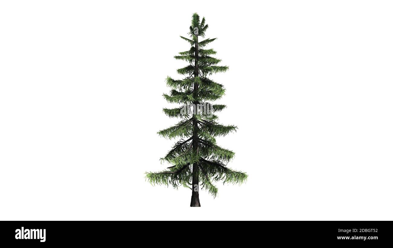 Alaska Cedar tree isolated on white background Stock Photo - Alamy
