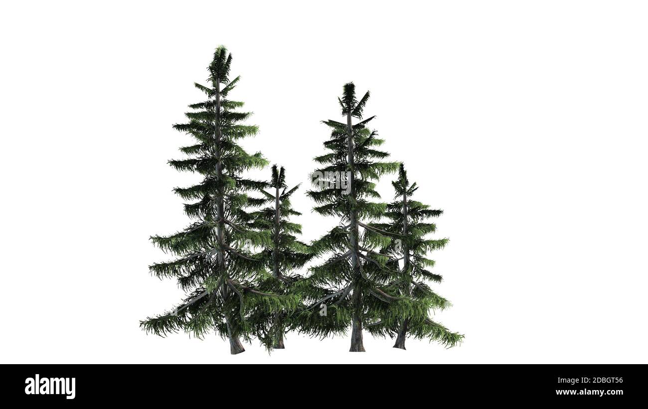 Alaska Cedar tree cluster isolated on white background Stock Photo - Alamy