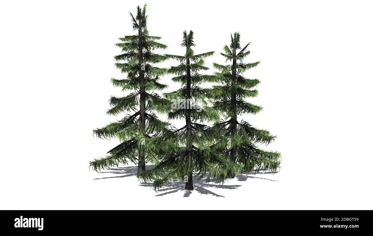 Alaska Cedar tree cluster isolated on white background Stock Photo - Alamy