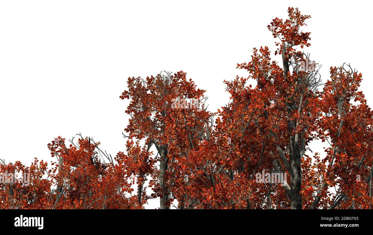 Red Maple tree in fall isolated on white background Stock Photo - Alamy