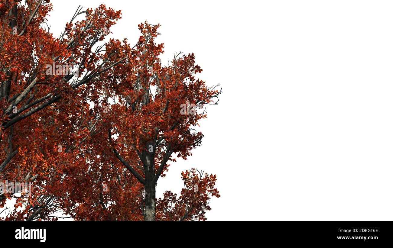 Red Maple tree in fall isolated on white background Stock Photo - Alamy