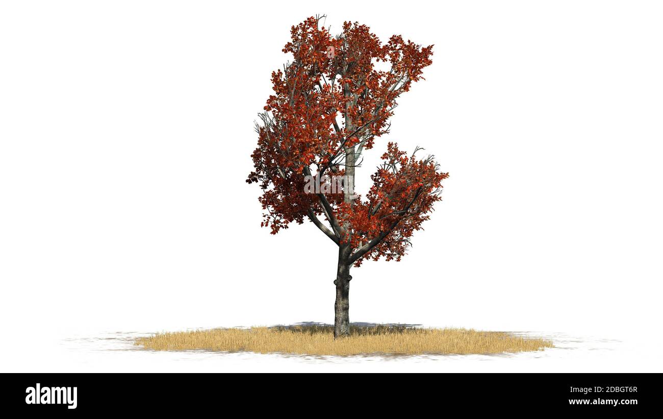Red Maple tree in fall isolated on white background Stock Photo - Alamy