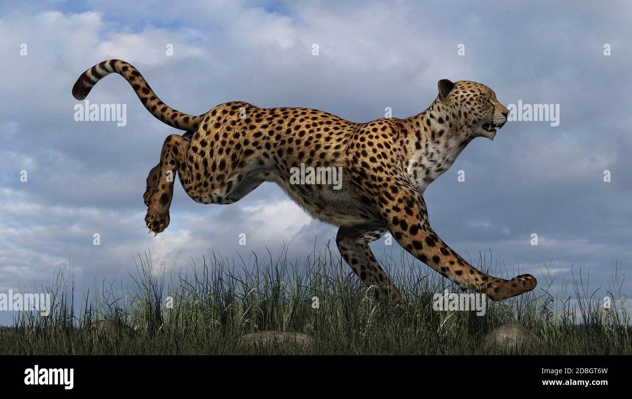 Cheetah isolated on white background Stock Photo - Alamy