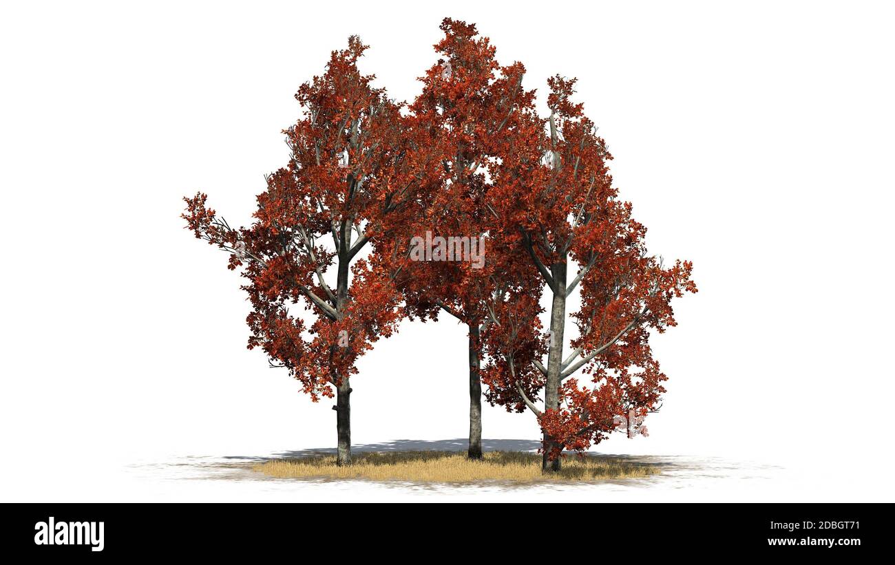 Red Maple tree in fall isolated on white background Stock Photo - Alamy