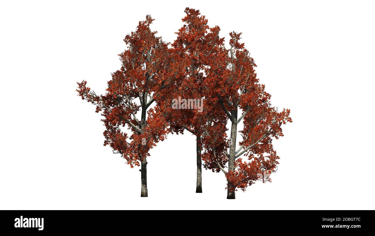 Red Maple tree in fall isolated on white background Stock Photo - Alamy