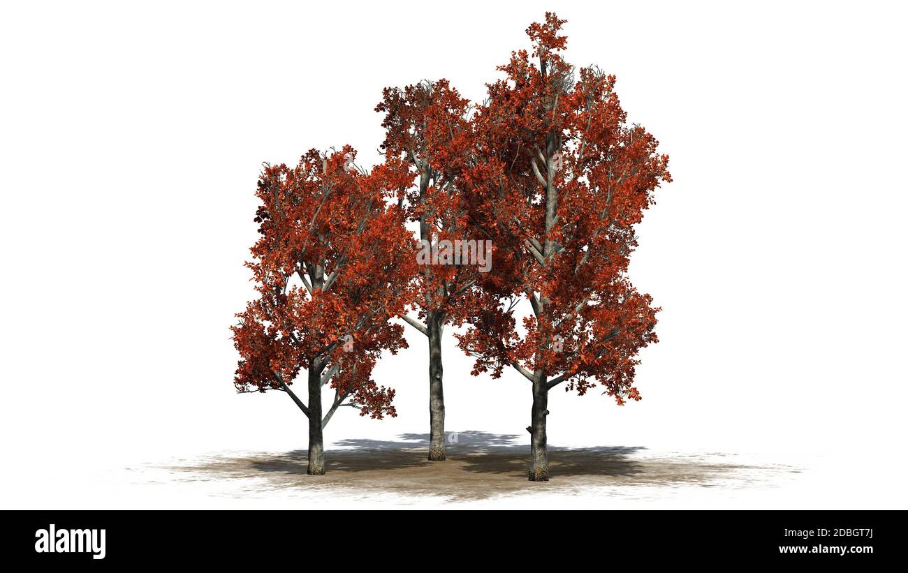 Red Maple tree in fall isolated on white background Stock Photo - Alamy