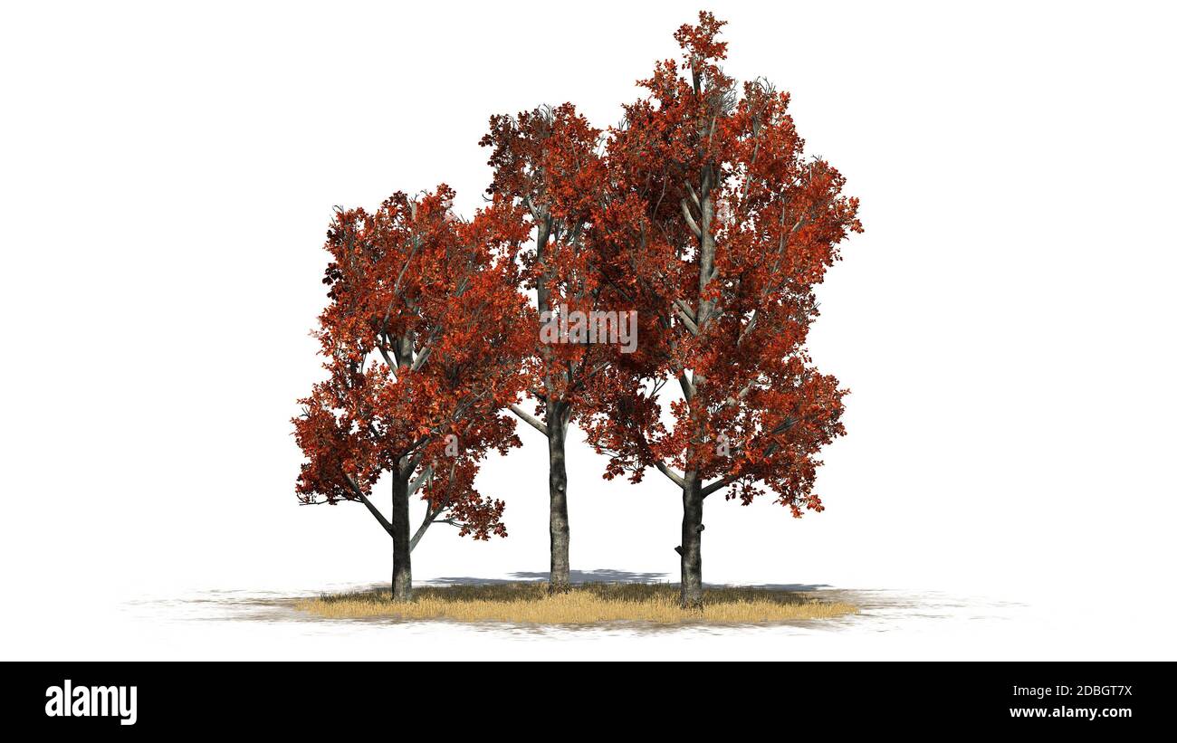 Red Maple tree in fall isolated on white background Stock Photo - Alamy
