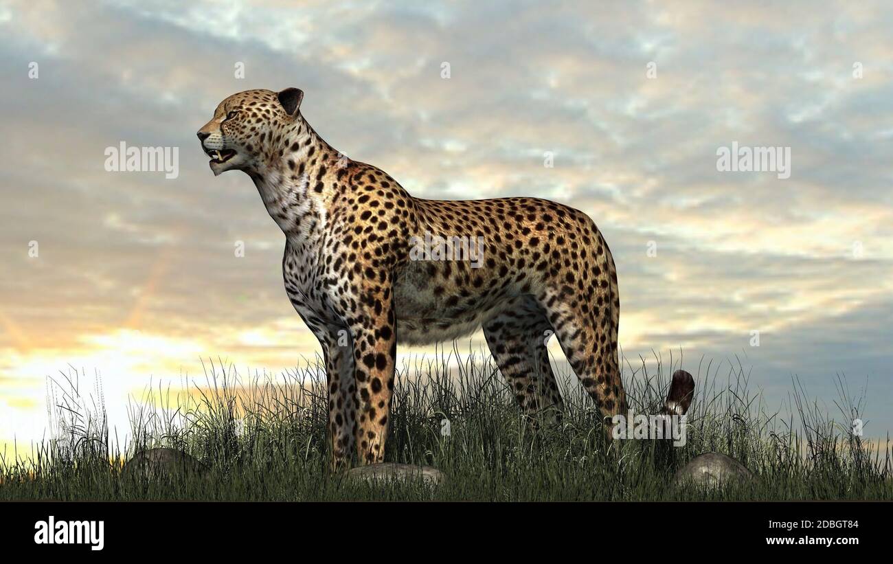 Cheetah isolated on white background Stock Photo - Alamy