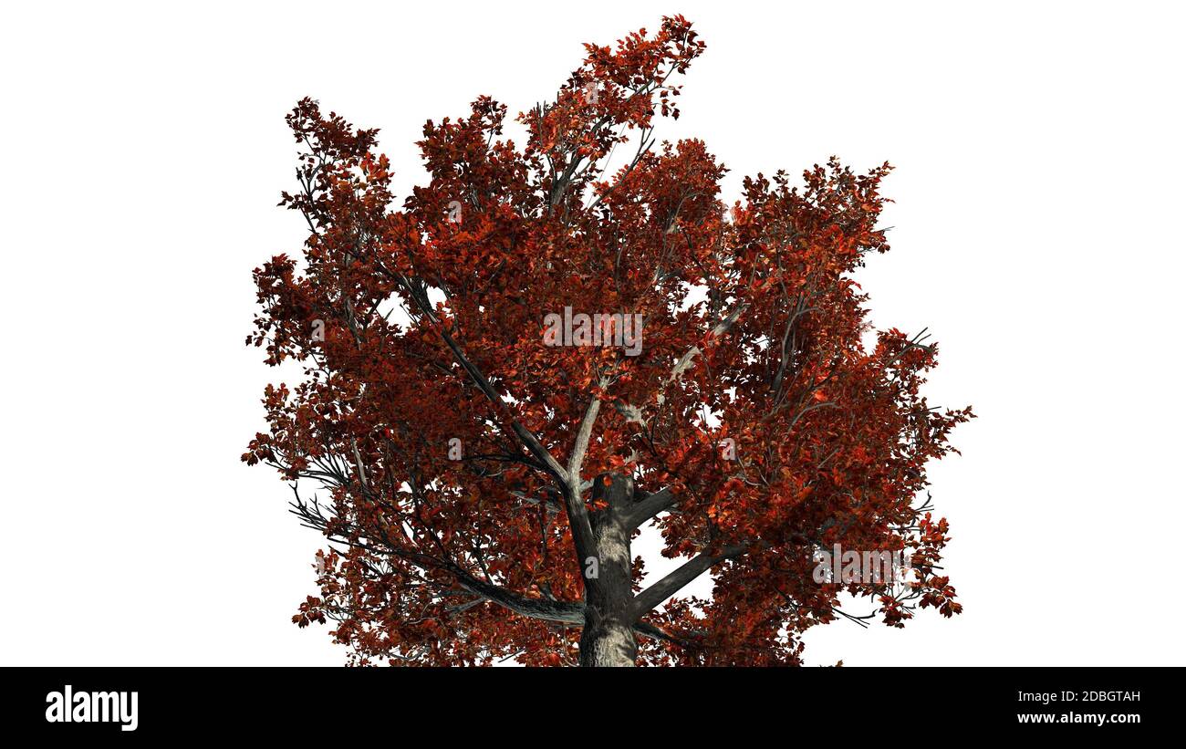 Red Maple tree in fall isolated on white background Stock Photo - Alamy
