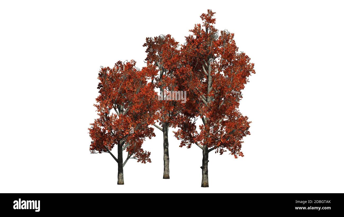 Red Maple tree in fall isolated on white background Stock Photo - Alamy