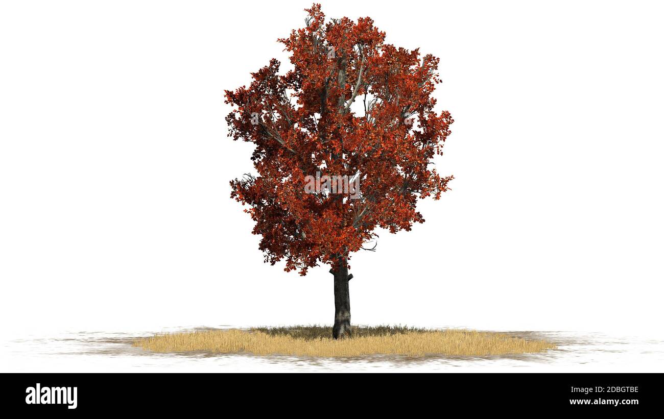Red Maple tree in fall isolated on white background Stock Photo - Alamy