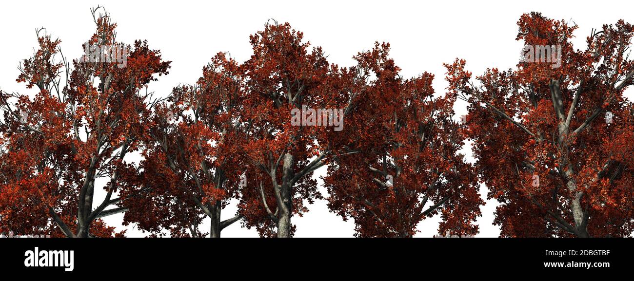 Red Maple tree in fall isolated on white background Stock Photo - Alamy