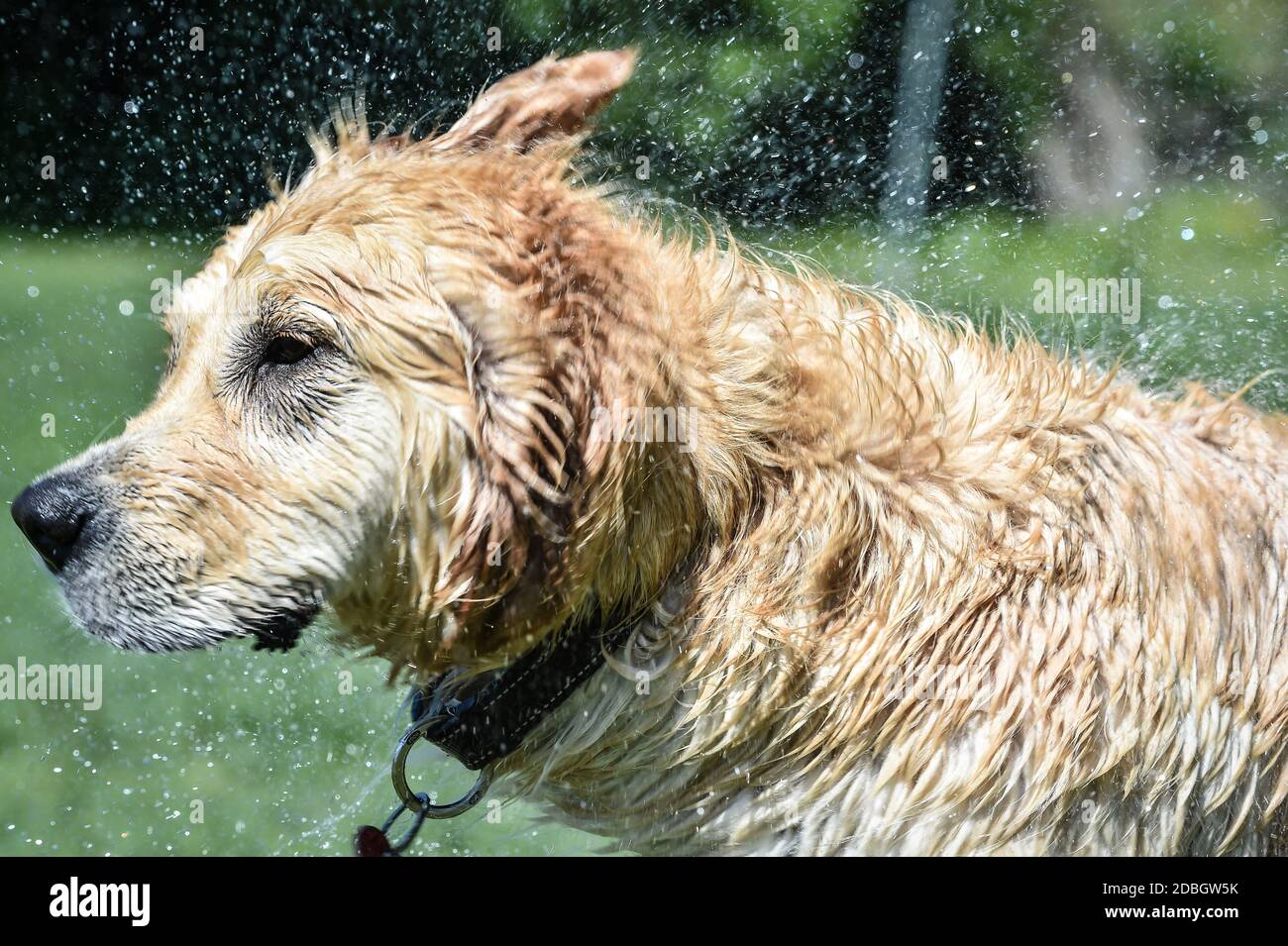 detail of a golden retriever dog that gets shredded after swimming and ...