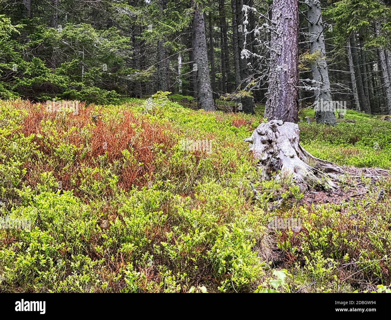 Coniferous Forest, beautiful landscape with tree and plants Stock Photo ...