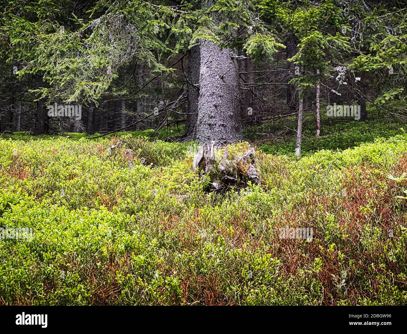 Coniferous Forest, beautiful landscape with tree and plants Stock Photo ...