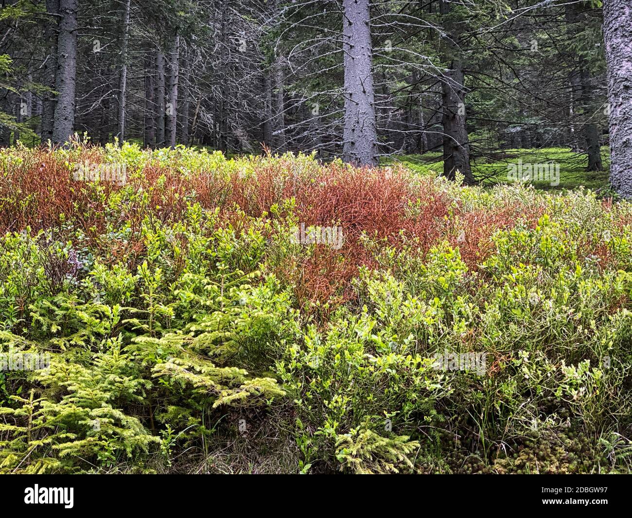 Coniferous Forest, beautiful landscape with tree and plants Stock Photo ...