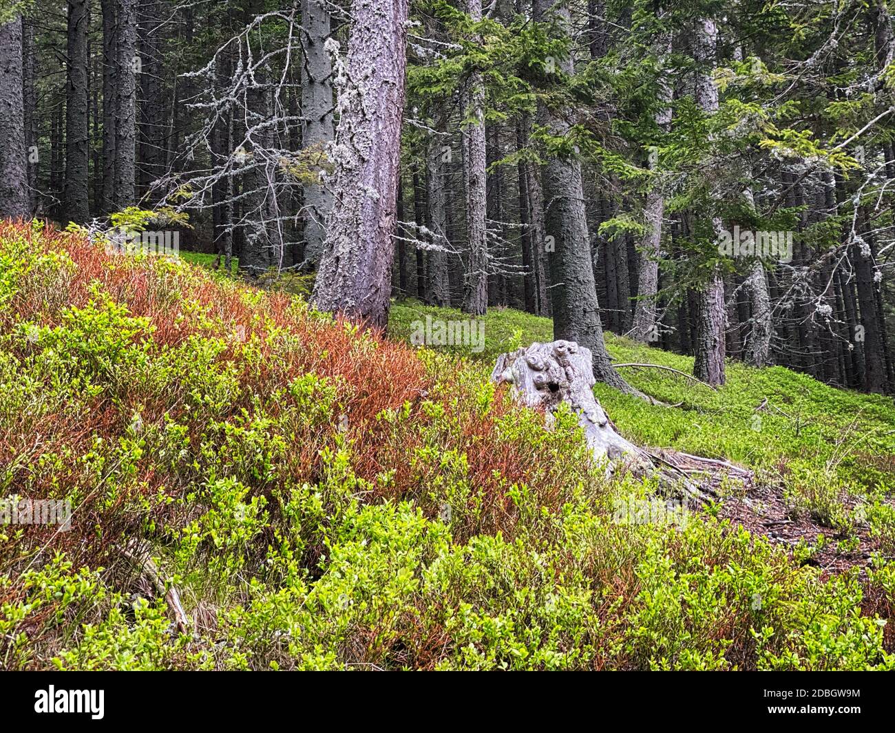 Coniferous Forest, beautiful landscape with tree and plants Stock Photo ...