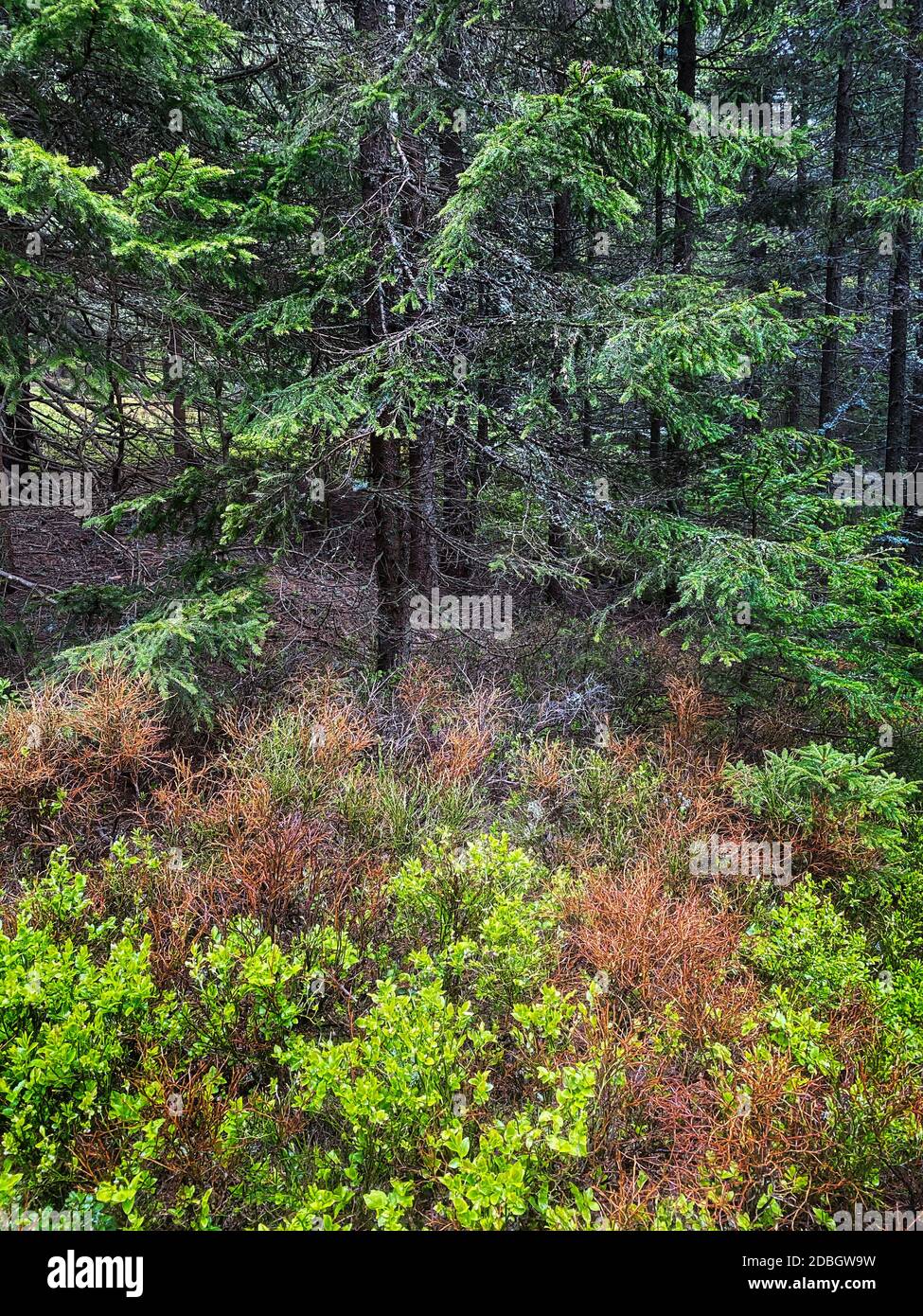 Coniferous Forest, beautiful landscape with tree and plants Stock Photo ...