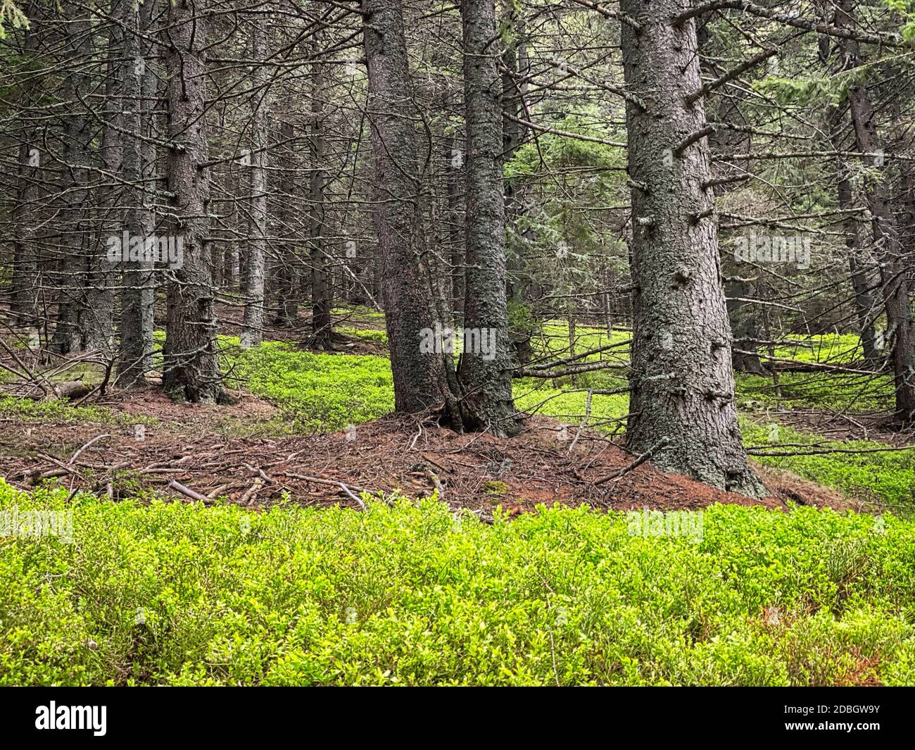 Coniferous Forest, beautiful landscape with tree and plants Stock Photo ...