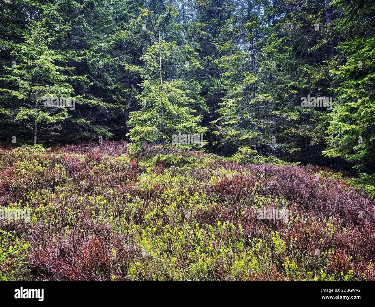 Coniferous Forest, beautiful landscape with tree and plants Stock Photo ...