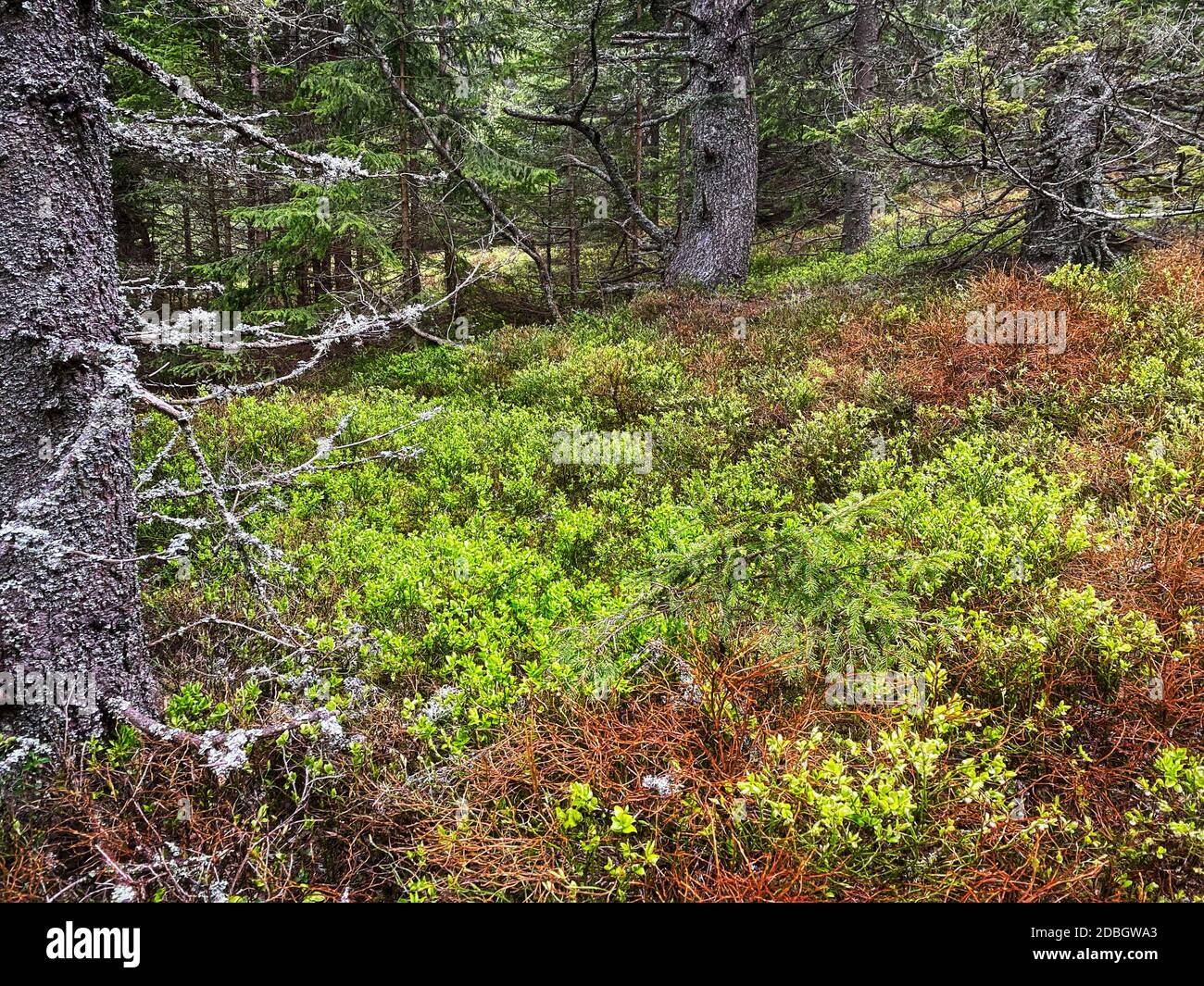 Coniferous Forest, beautiful landscape with tree and plants Stock Photo ...