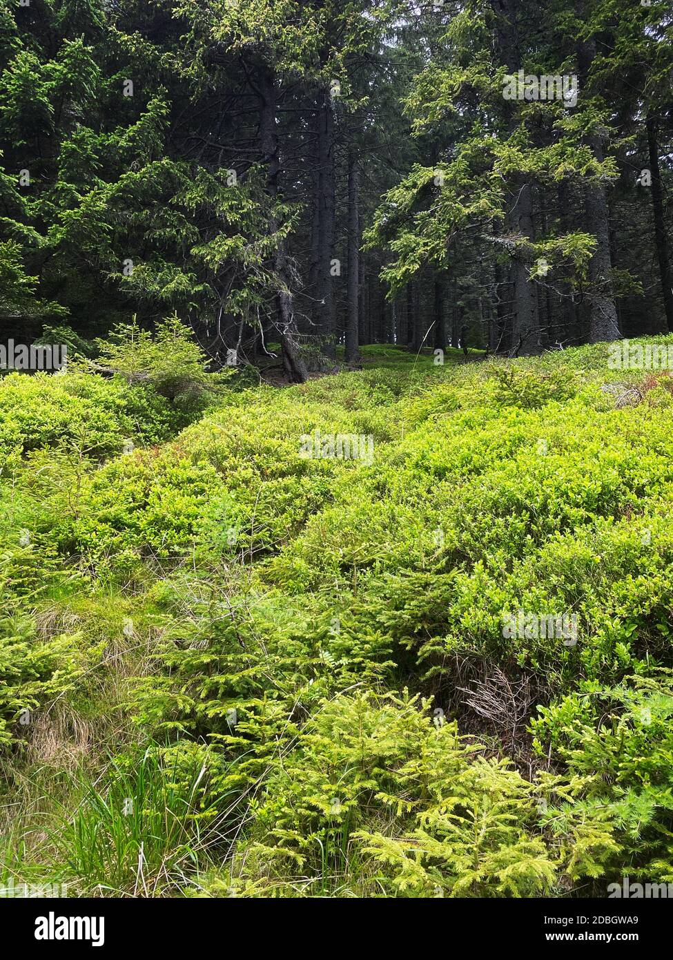 Coniferous Forest, beautiful landscape with tree and plants Stock Photo ...