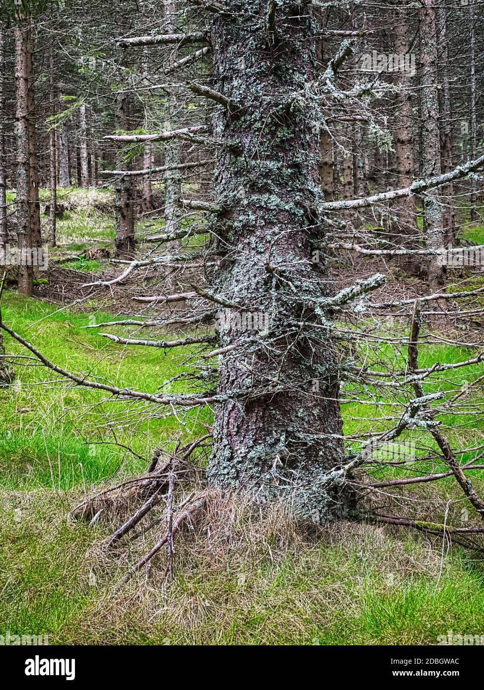 Coniferous Forest, beautiful landscape with tree and plants Stock Photo ...