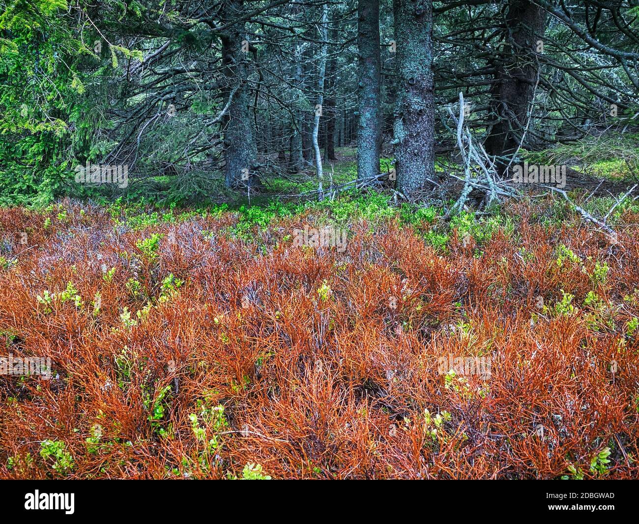 Coniferous Forest, beautiful landscape with tree and plants Stock Photo ...