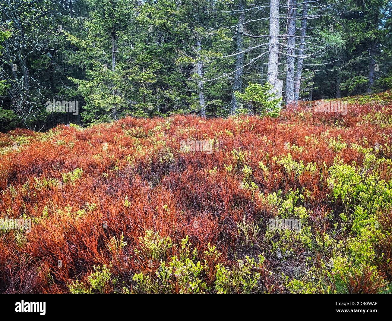 Coniferous Forest, beautiful landscape with tree and plants Stock Photo ...