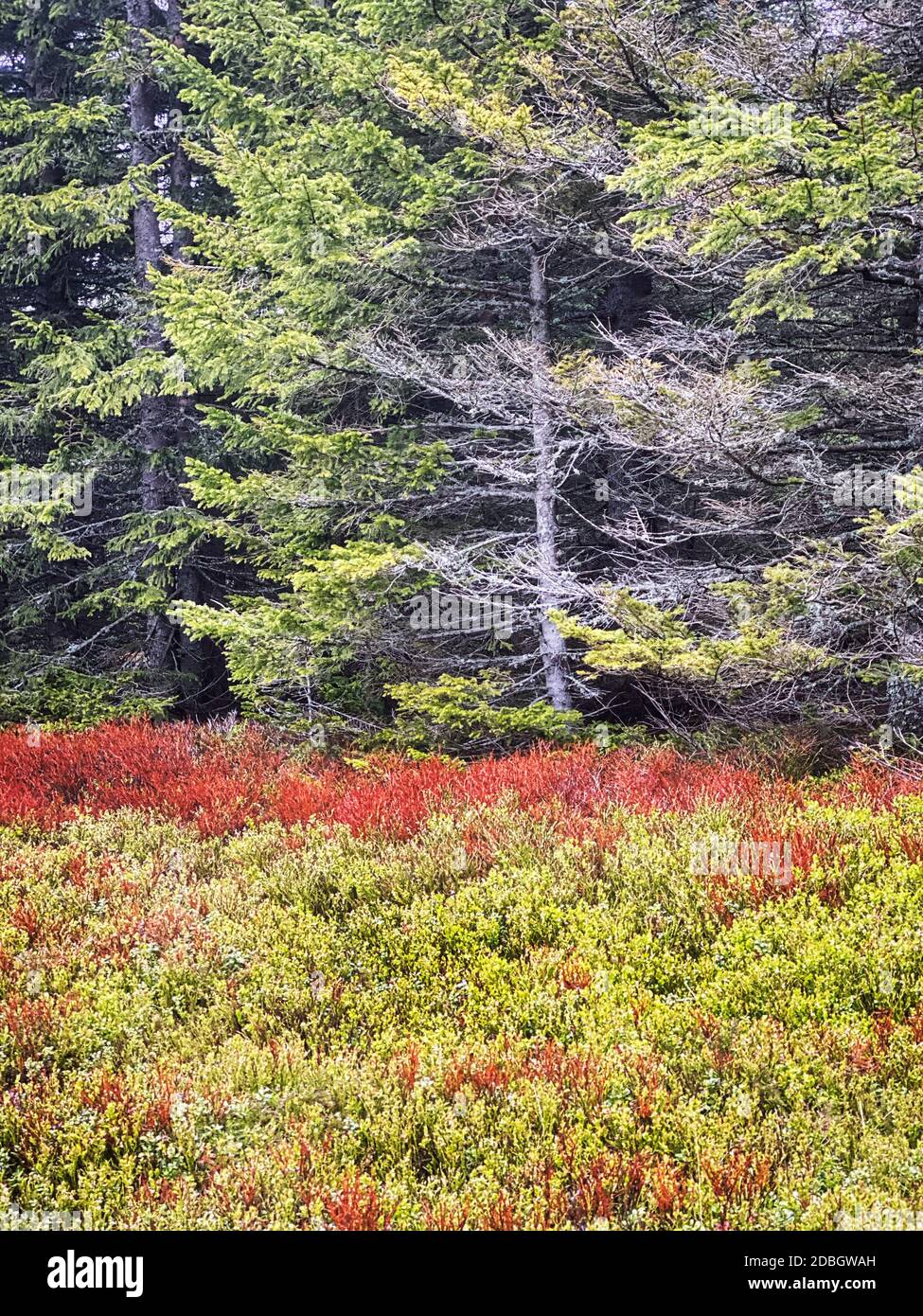 Coniferous Forest, beautiful landscape with tree and plants Stock Photo ...
