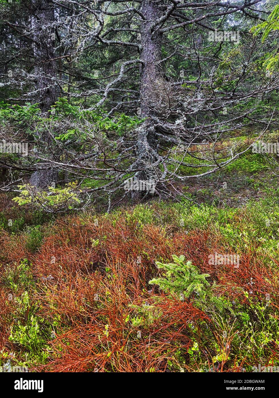 Coniferous Forest, beautiful landscape with tree and plants Stock Photo ...