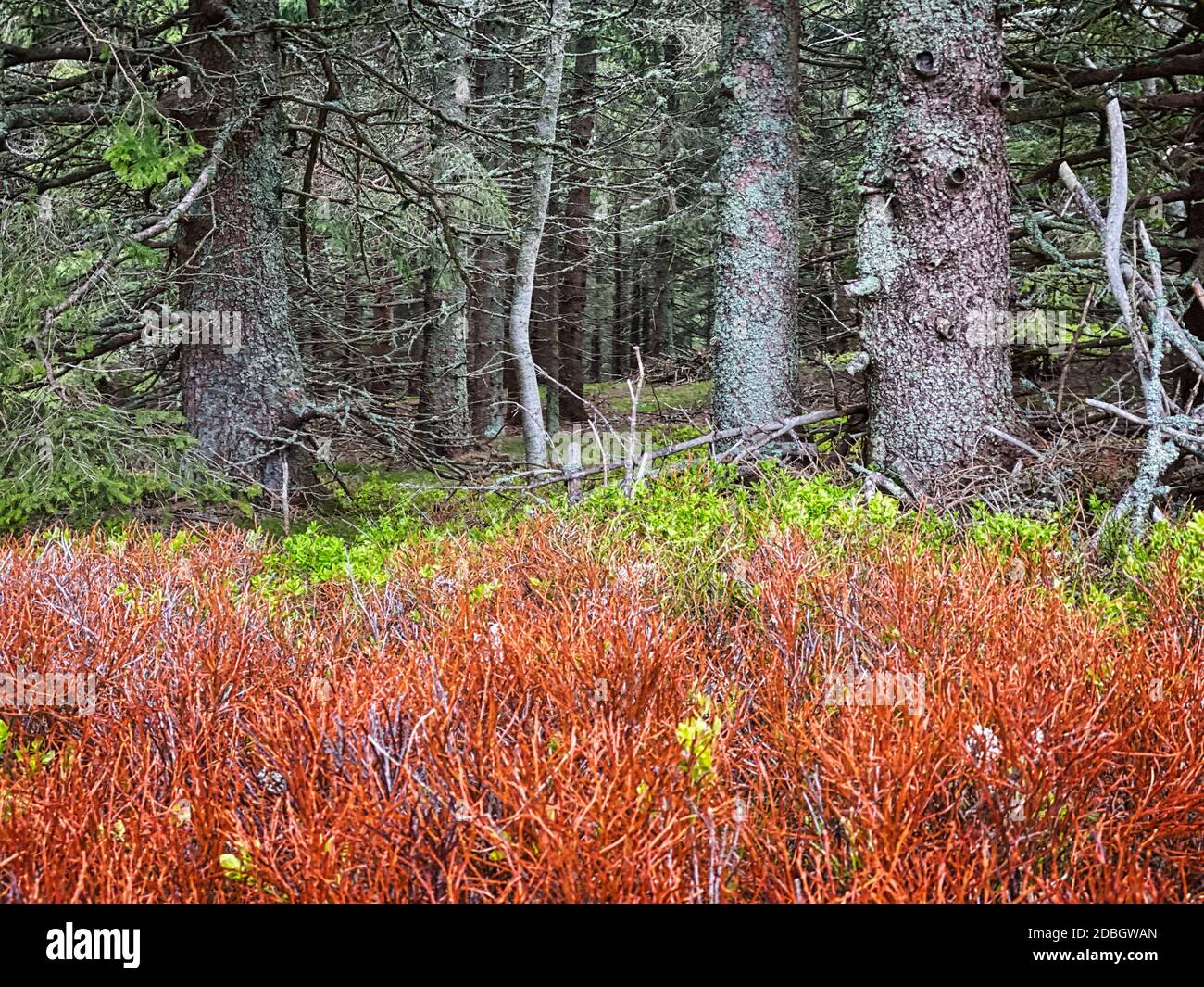Coniferous Forest, beautiful landscape with tree and plants Stock Photo ...