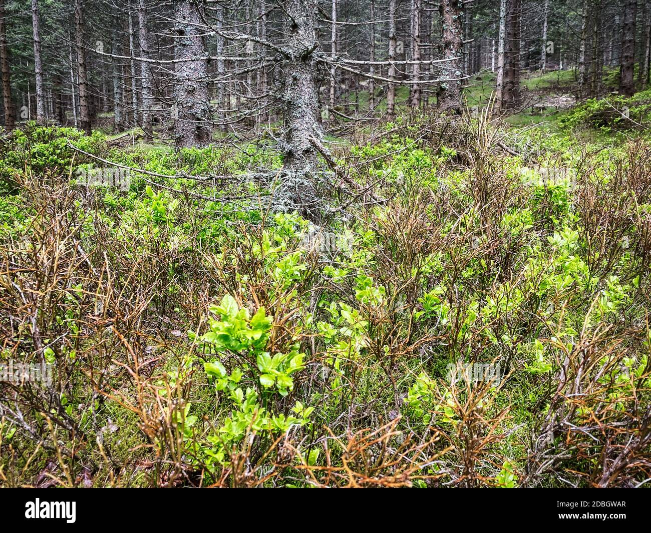 Coniferous Forest, beautiful landscape with tree and plants Stock Photo ...