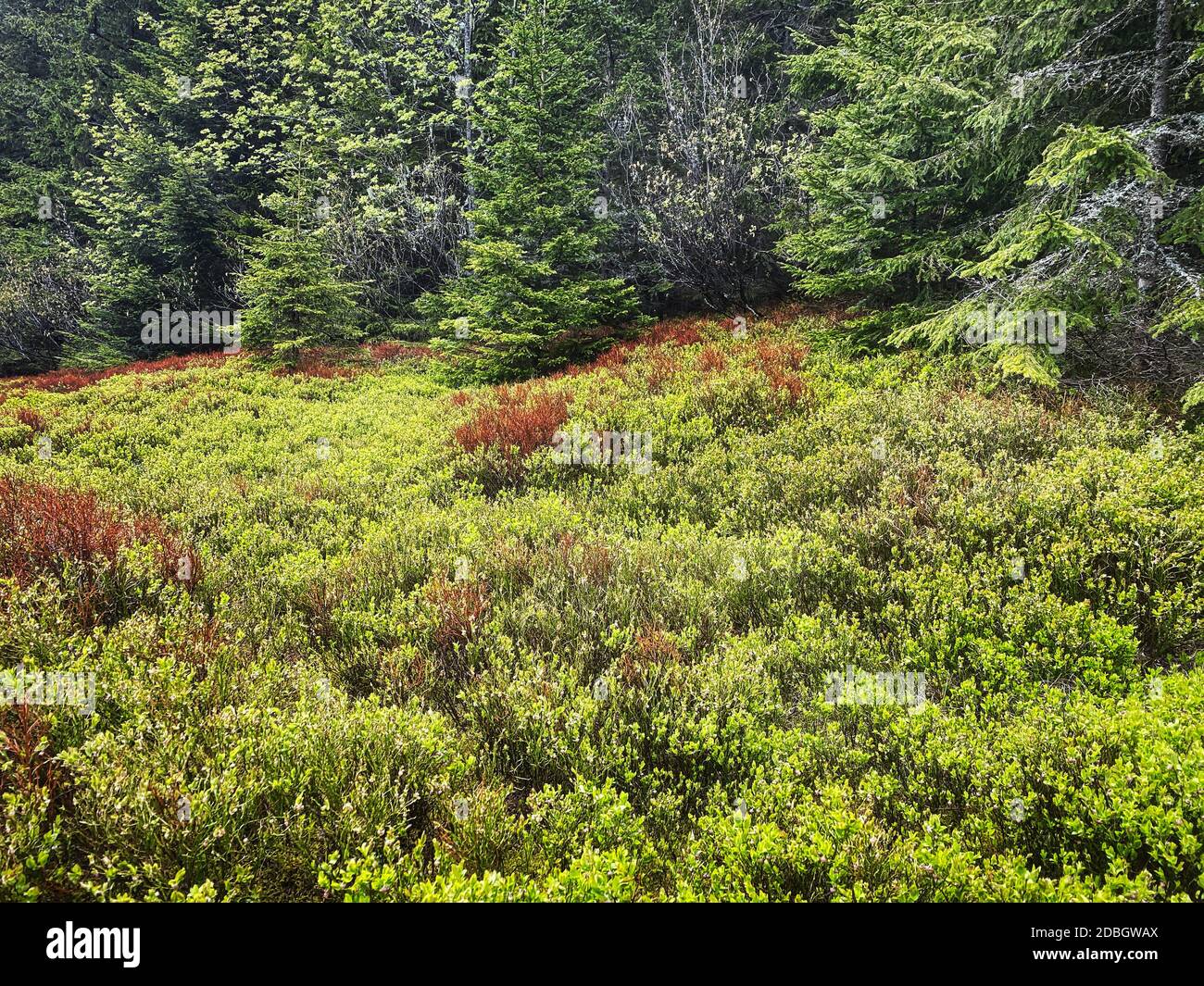 Coniferous Forest, beautiful landscape with tree and plants Stock Photo ...