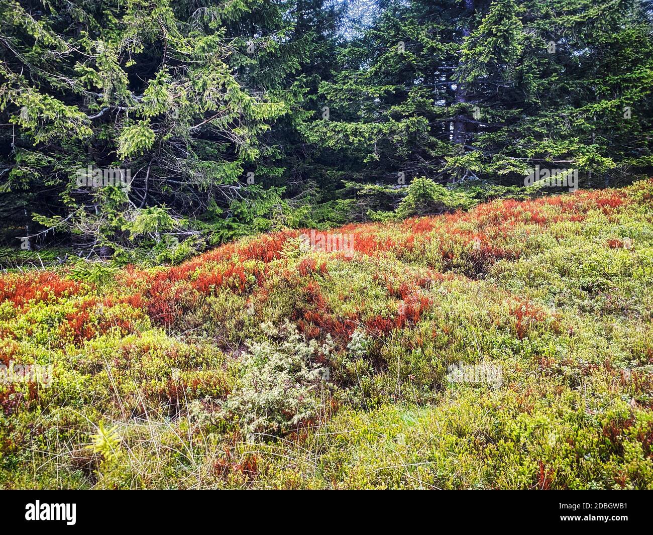 Coniferous Forest, beautiful landscape with tree and plants Stock Photo ...