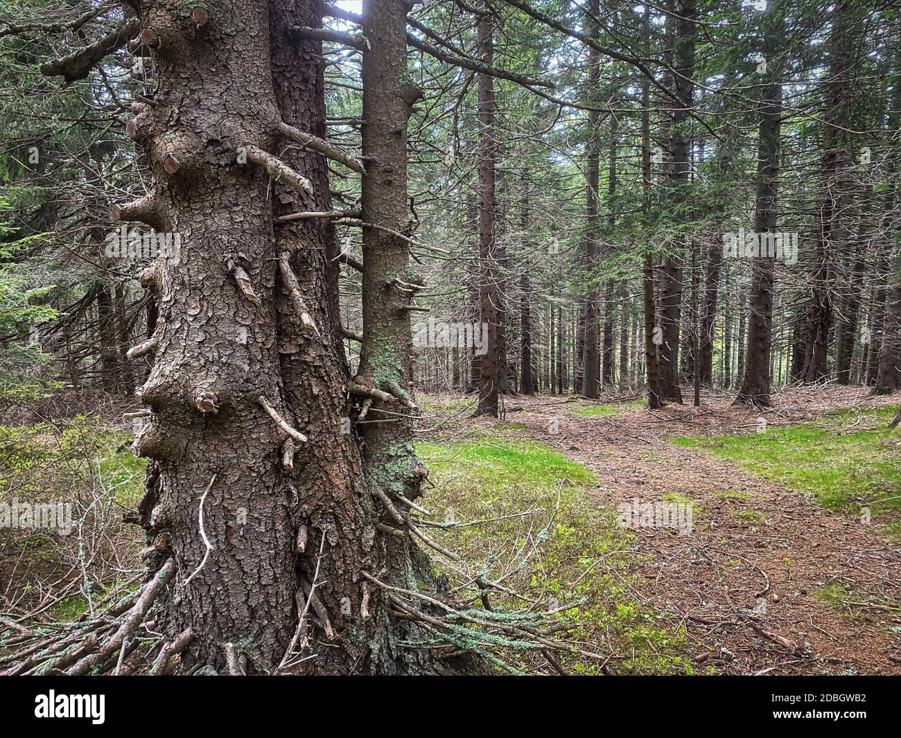 Coniferous Forest, beautiful landscape with tree and plants Stock Photo ...