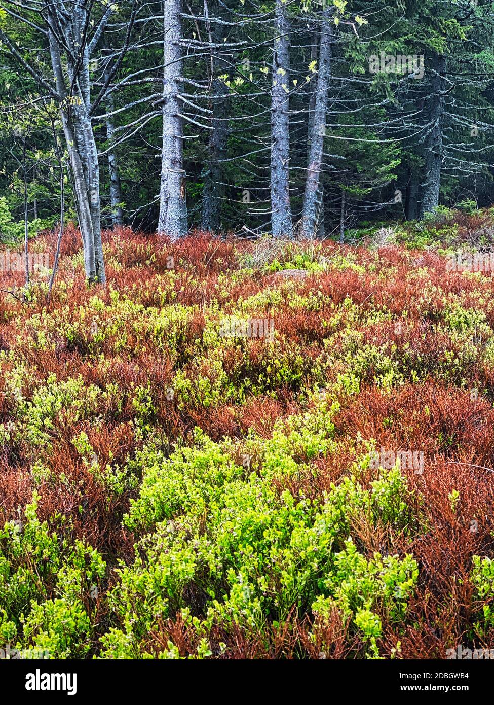Coniferous Forest, beautiful landscape with tree and plants Stock Photo ...