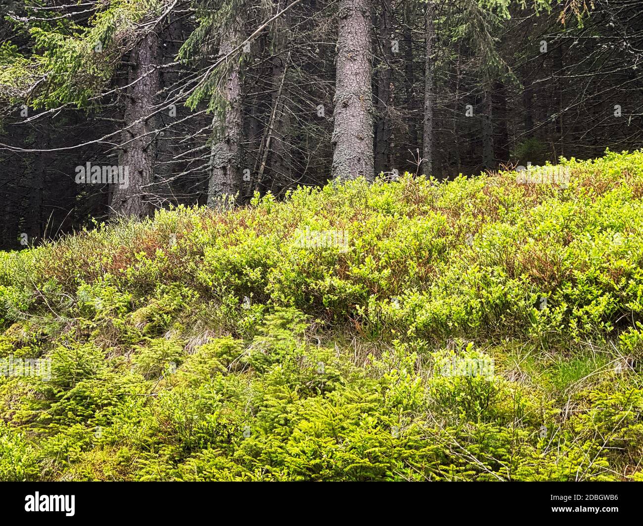 Coniferous Forest, beautiful landscape with tree and plants Stock Photo ...