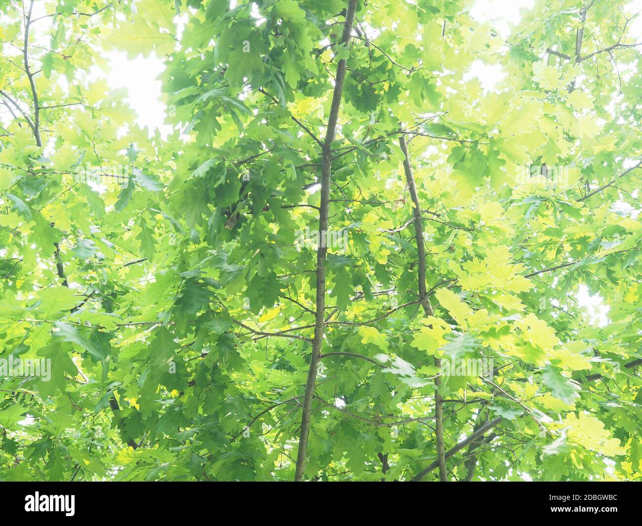 oak tree (scientific name Quercus robur) sapling Stock Photo - Alamy