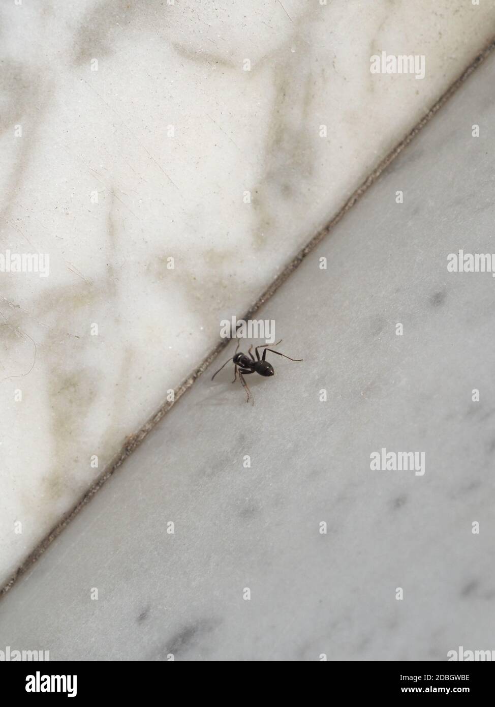 ant (scientific name Formica) of animal class Insecta (insects Stock ...