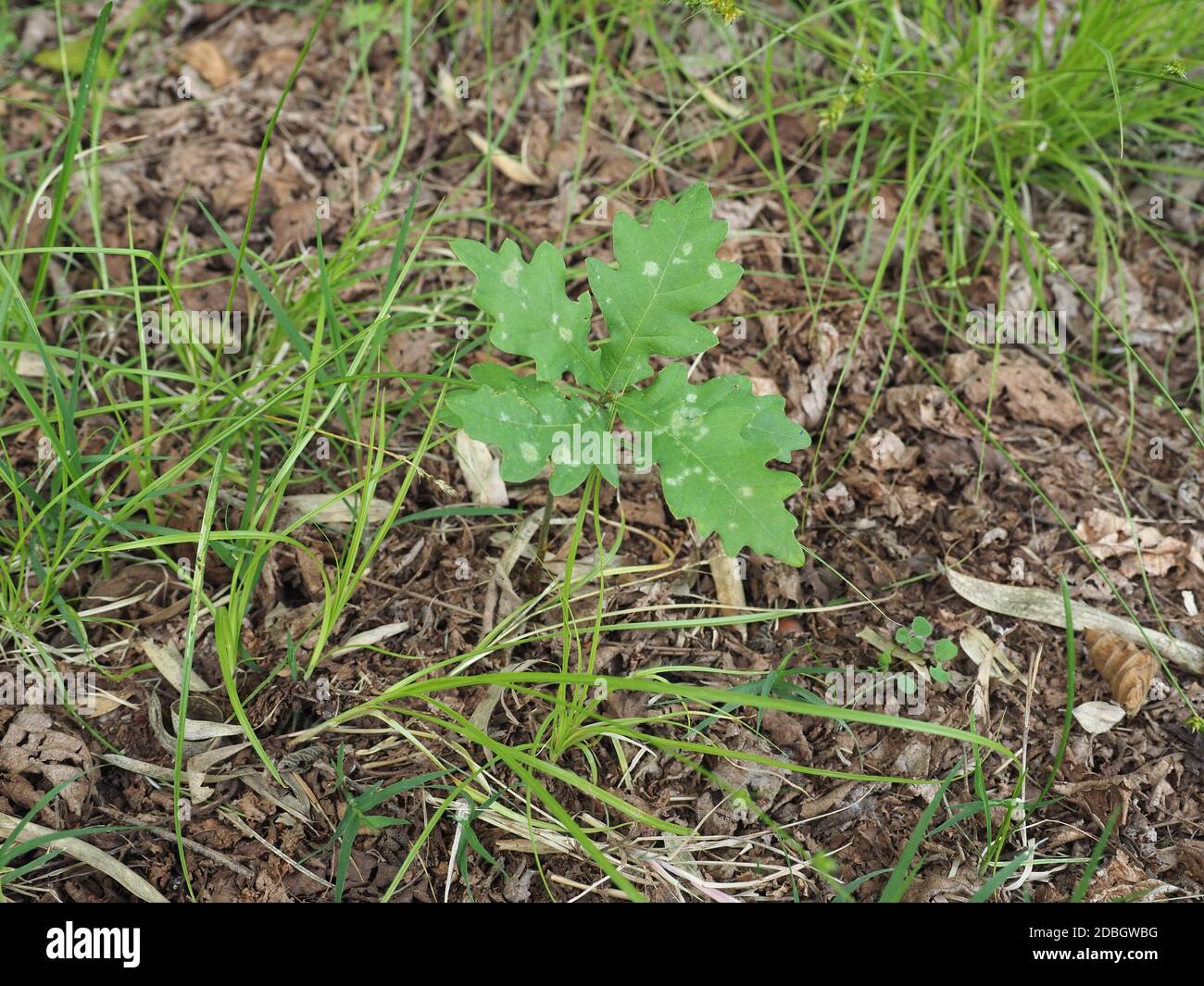oak tree (scientific name Quercus robur) sapling Stock Photo - Alamy
