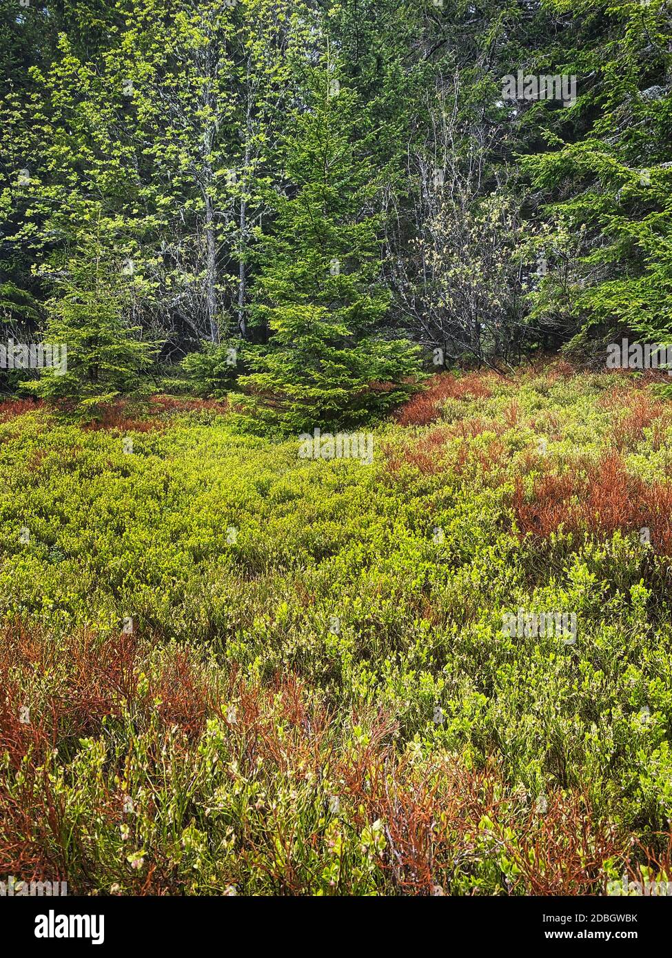Coniferous Forest, beautiful landscape with tree and plants Stock Photo ...